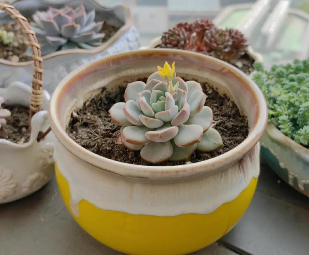 If you grow succulents in August, you must avoid the 4 fears, otherwise ...