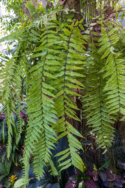 Phoenix fern - iNEWS