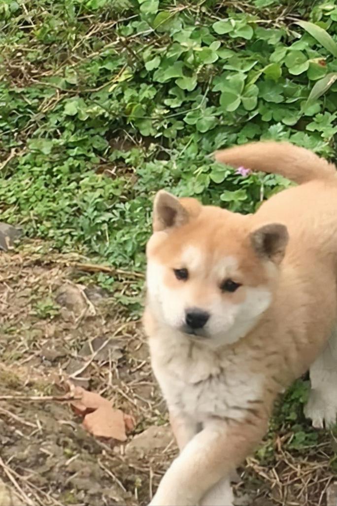 Illustrated Book of Chinese Pastoral Dog Breeds - iNEWS