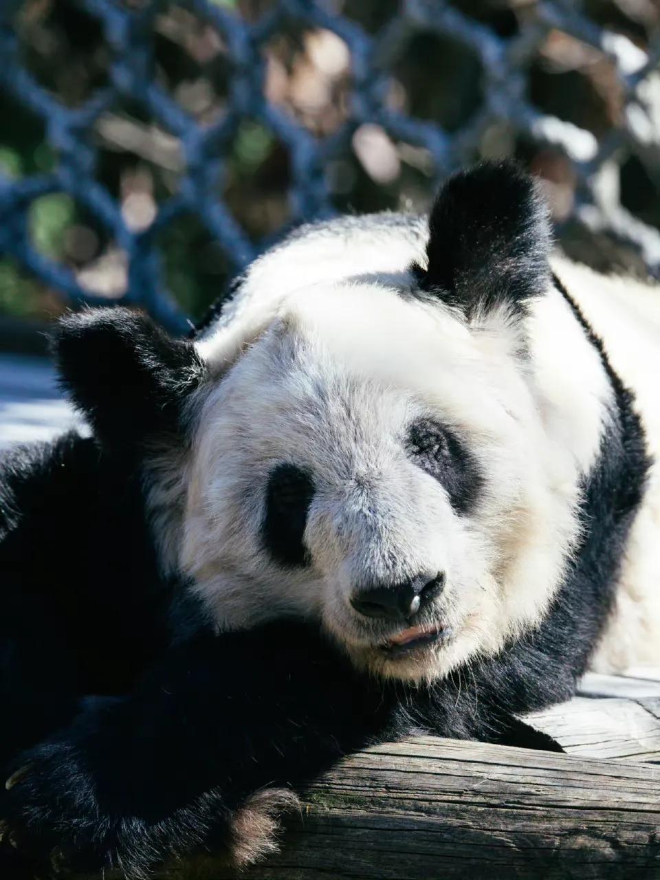 The giant panda "YY" was abused in the United States and had to rely on ...