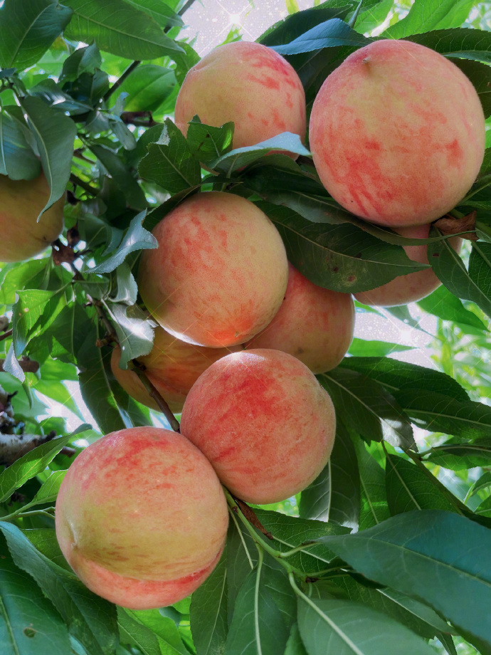 The peaches planted by Zhang Xinyu have been harvested, fans: This is ...
