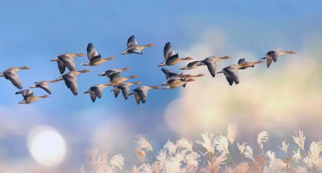 do you know? Behind Wild Goose Flying South is a story about teamwork ...