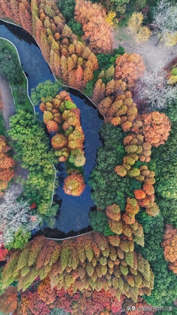 The beauty of Shanghai Gongqing Forest Park - iNEWS