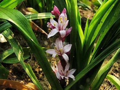 Auspicious grass, flowers bloom auspiciously - iMedia