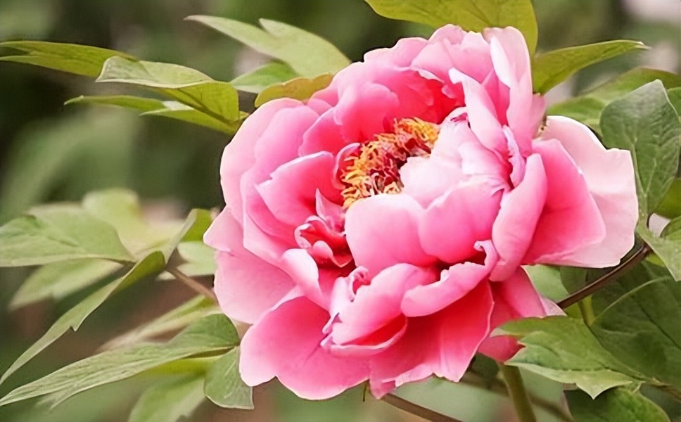Pi Rixiu's poem "Peony" uses the fragrance and unique temperament of ...