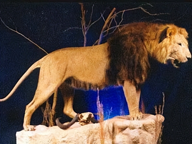 The biggest lion ever, weighing as much as an elephant (big and heavy ...