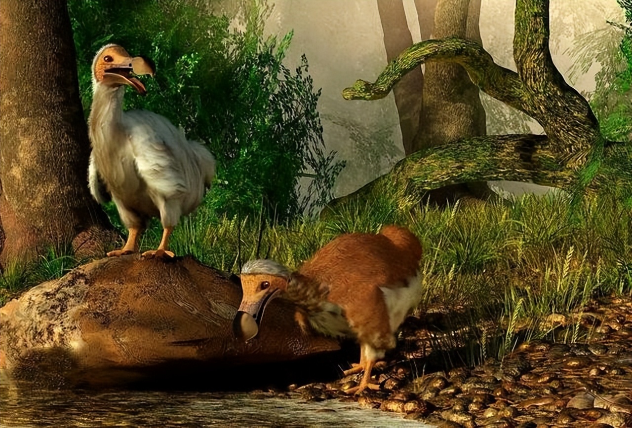 Scientists resurrected the dodo bird, the principle is so miraculous ...