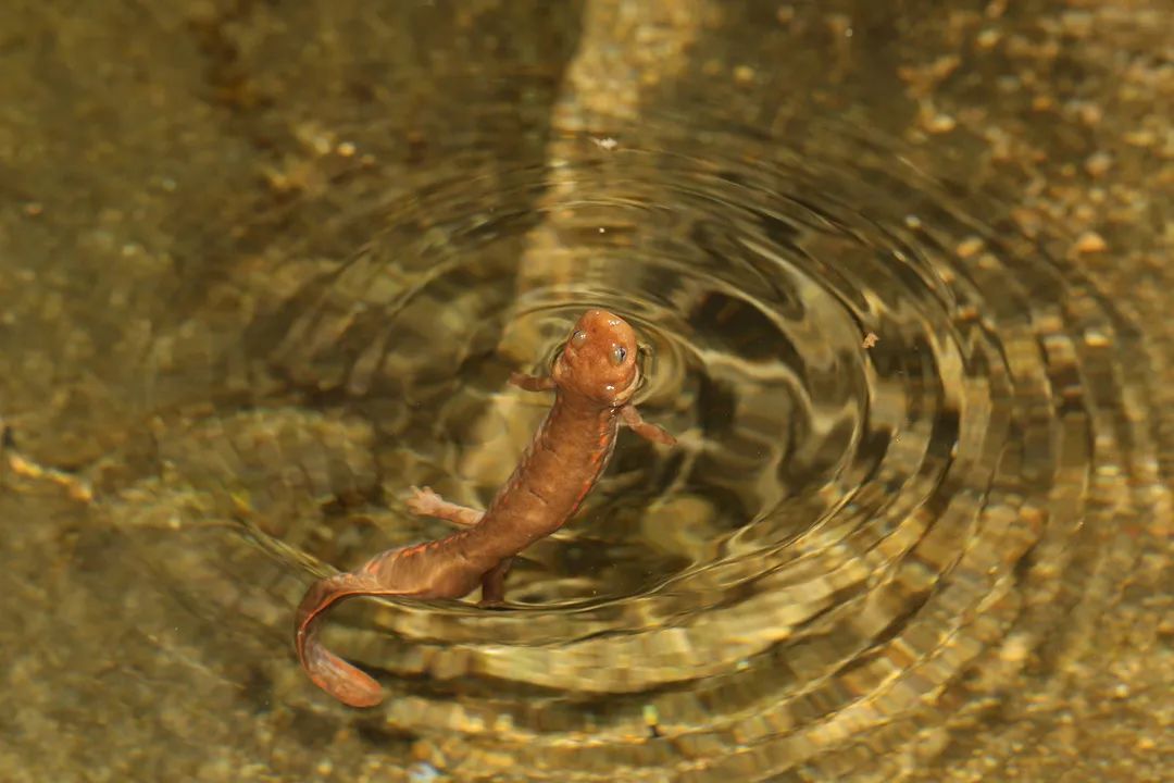 If you want to taste the "roasted salamander" in "Spirited Away ...