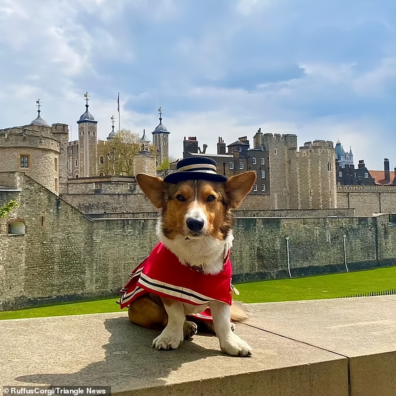 Royal fans want to hold a Corgi parade to commemorate the queen, and ...