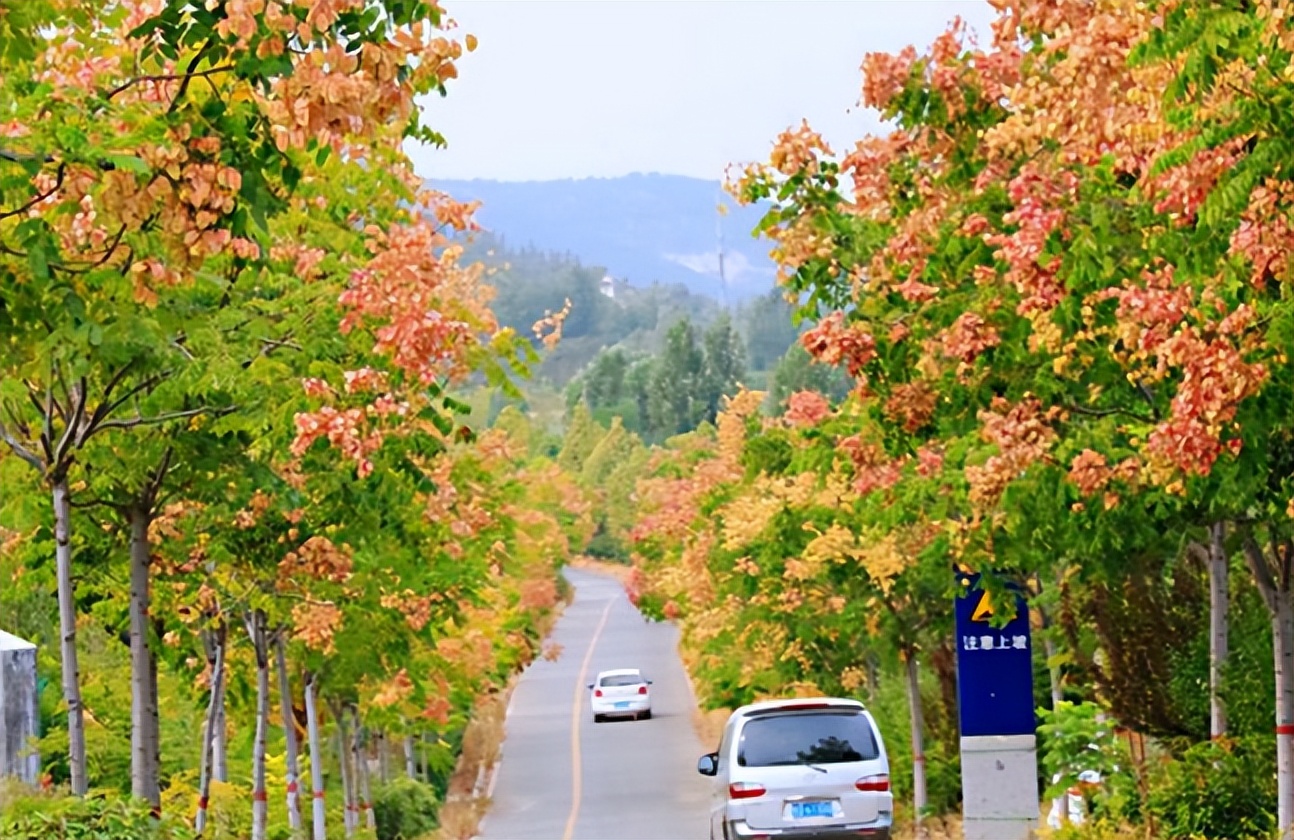 Why have these once-popular "green trees" been eliminated?Even when ...