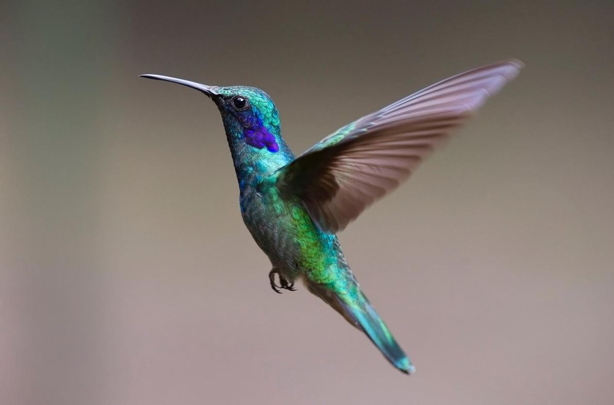 The world's smallest hummingbird uses spider silk to build a house, and ...