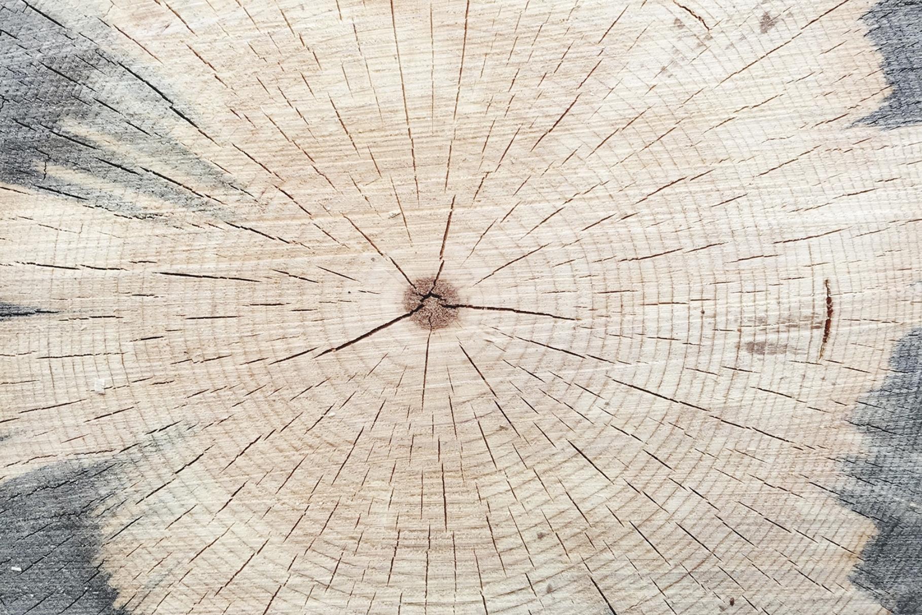 Tree rings reveal the sun's hidden past?Ancient solar flares baffle ...