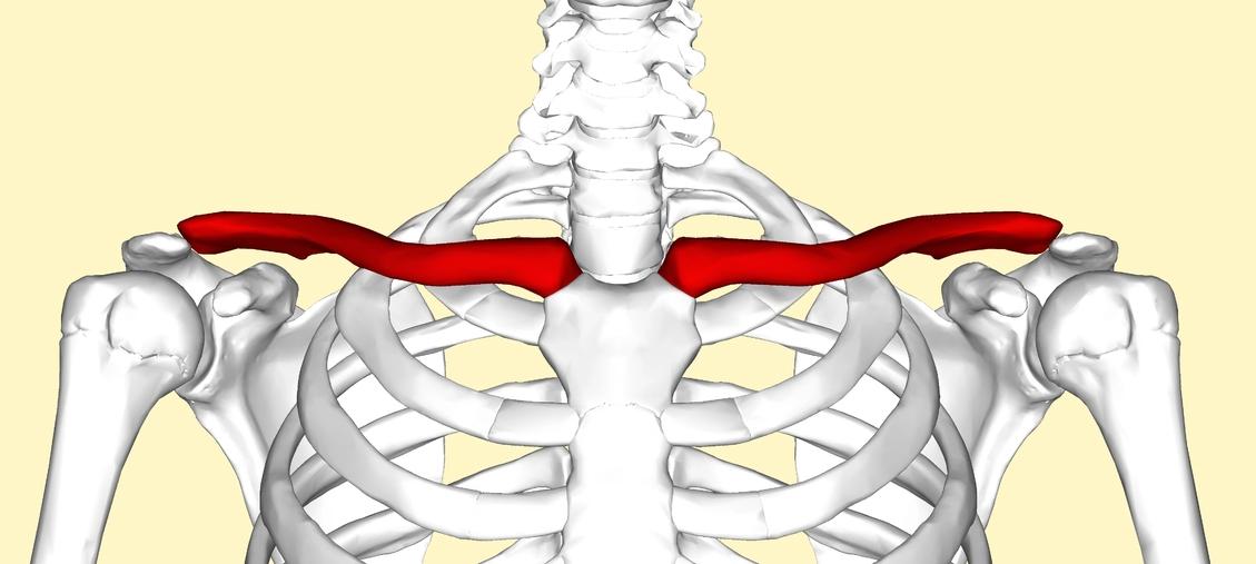 Where is the "Pipa bone"?Why do people lose their pipa bones if they ...