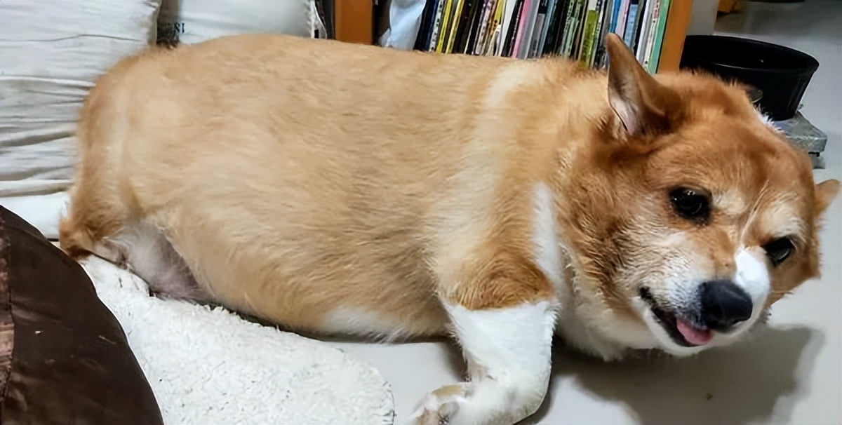 Corgi, who is fat like a pig, loses 3 kilograms by exercising every day ...