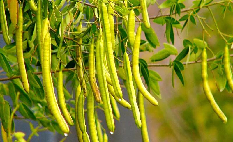 Wing pod cassia ~ fluttering and narrow wings want to fly, the flowers ...