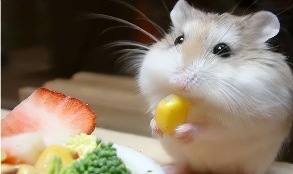 Handicapped party starts with a fat little hamster wood carving - iNEWS