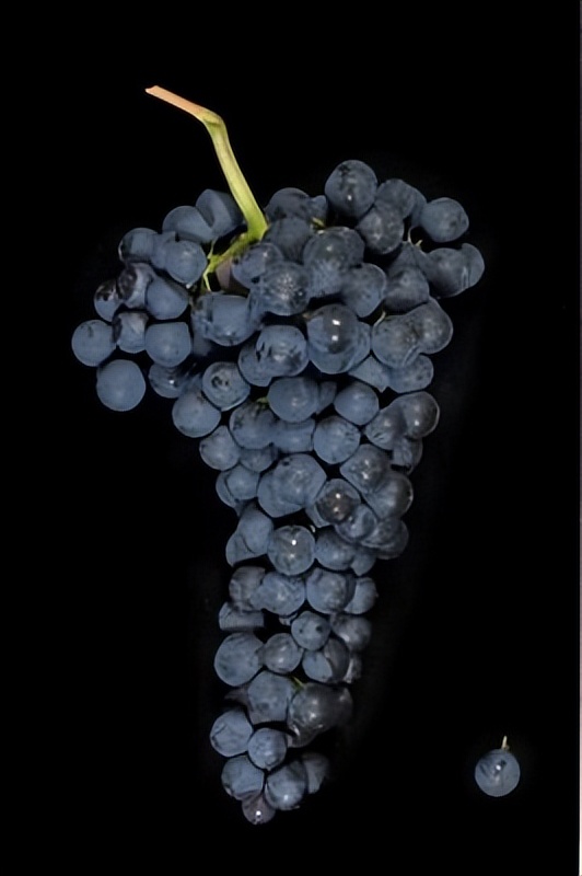 Native grape varieties and wines of Trentino Alto Adige - iMedia