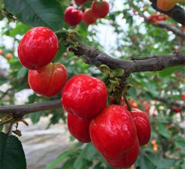Cherry is expensive and cherries are cheap. What is the difference ...