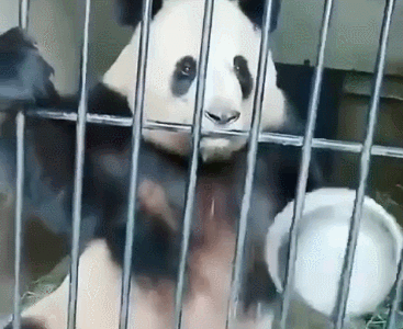 The giant panda, known as the iron-eating beast, is a carnivore that ...