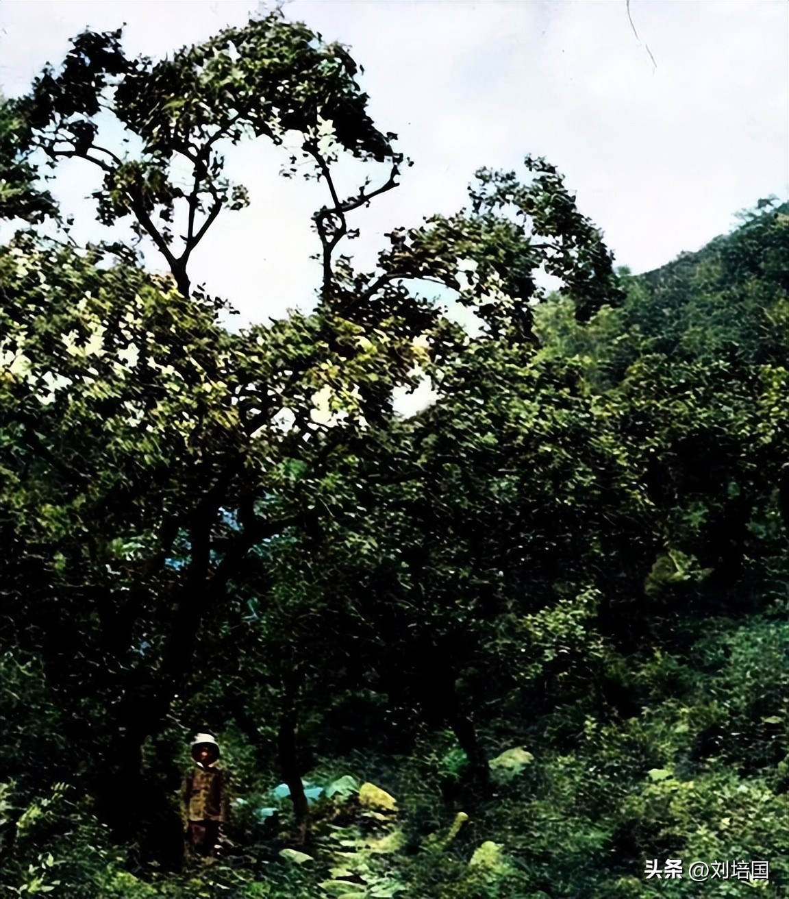 In 1907, the "Plant Hunter" who visited Boshan - iNEWS