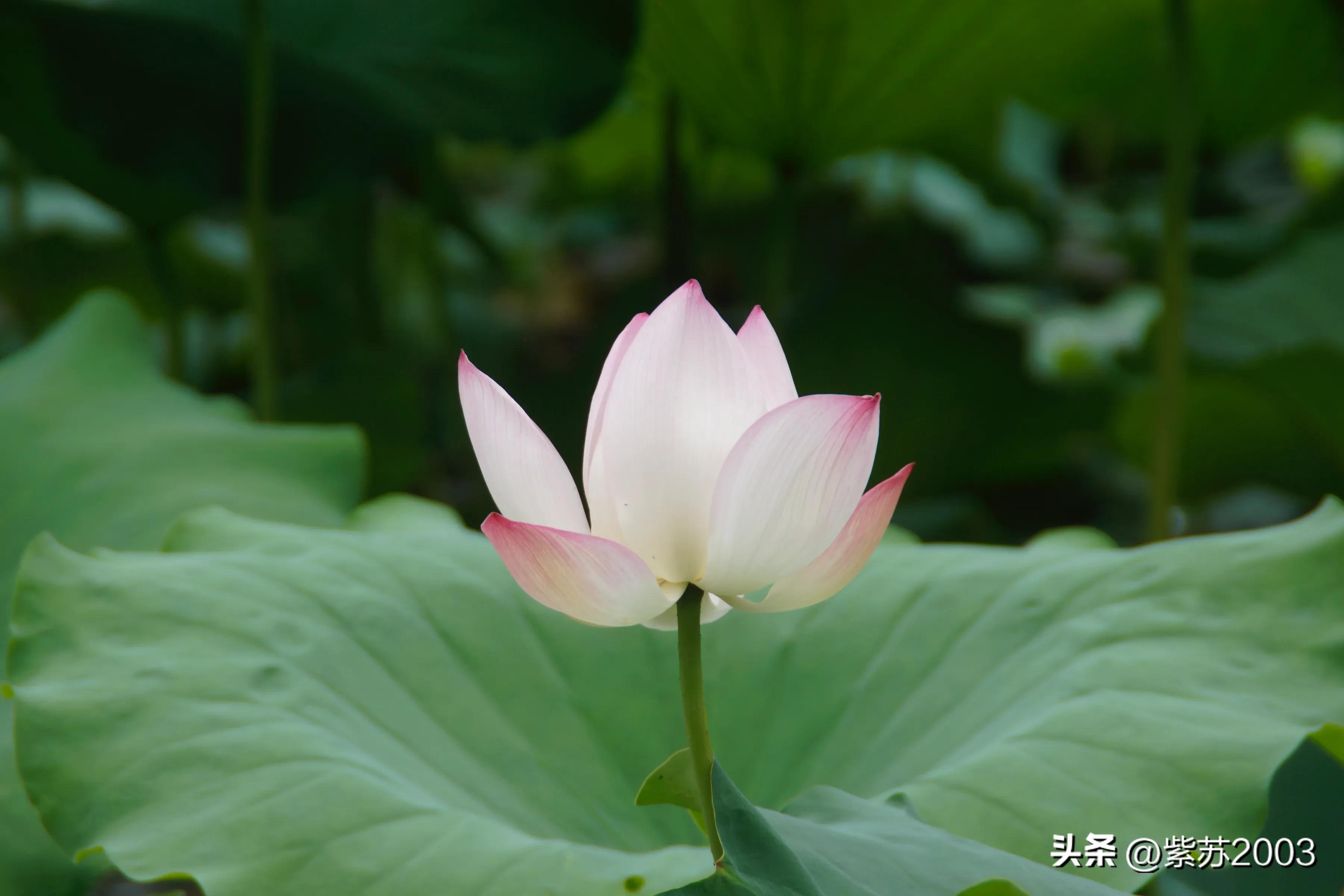 2023 lotus shoot - iMedia