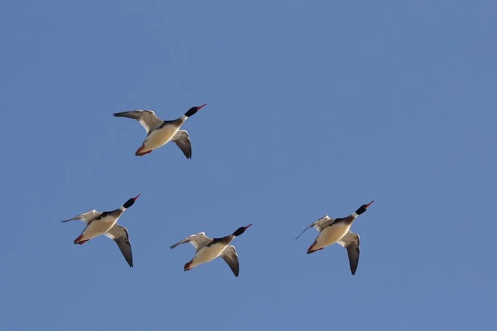 The 12 fastest flying birds in the world, two of which are on the list ...