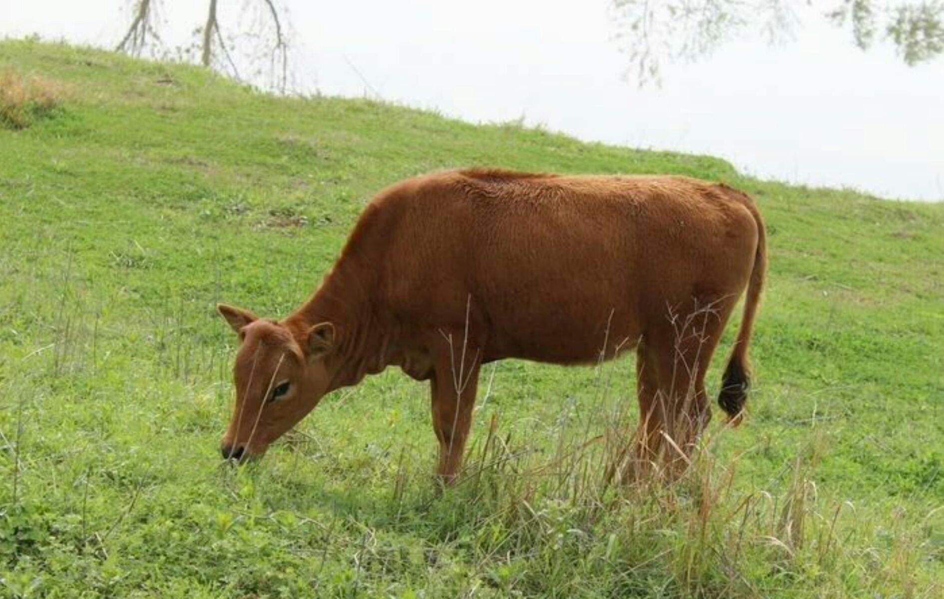 Why do cows get angry easily?What is the best medicine for cattle to ...