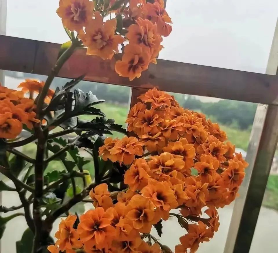 The older these 3 kinds of flowers are, the more they lose money, and ...