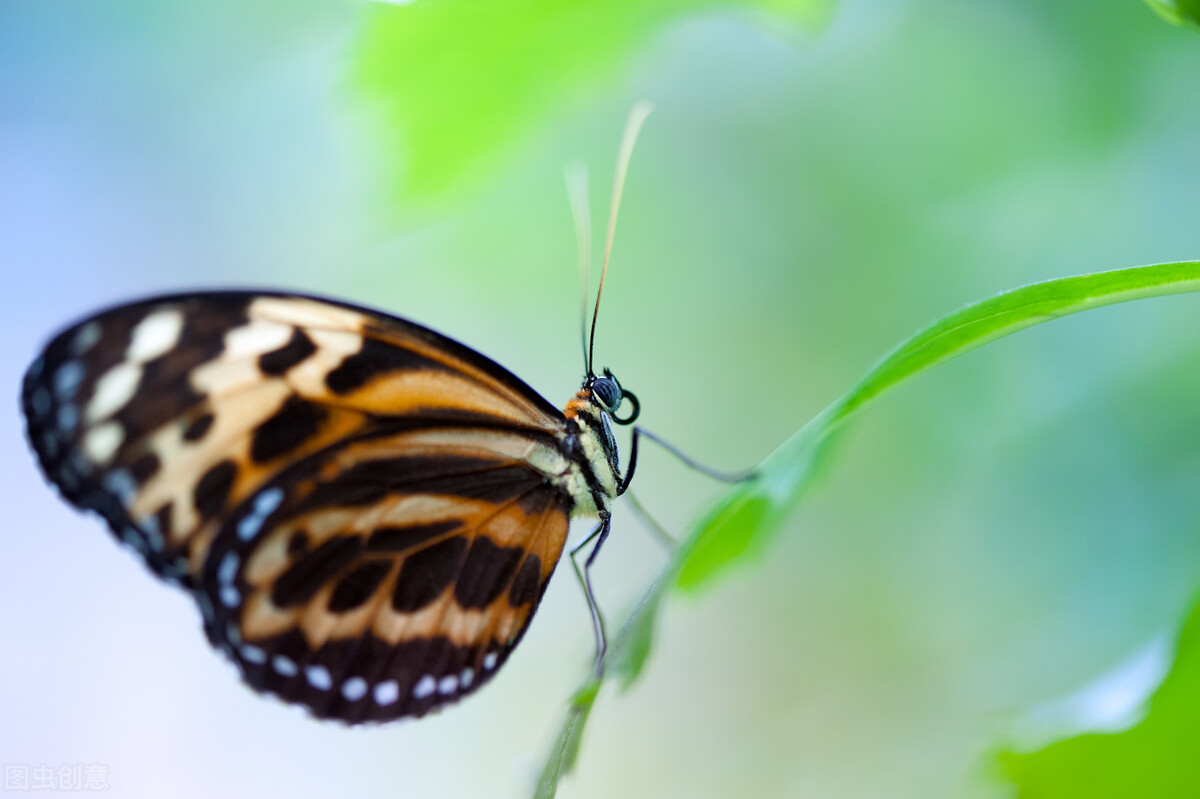 The powder on the wings of butterflies and moths is highly toxic? - iNEWS