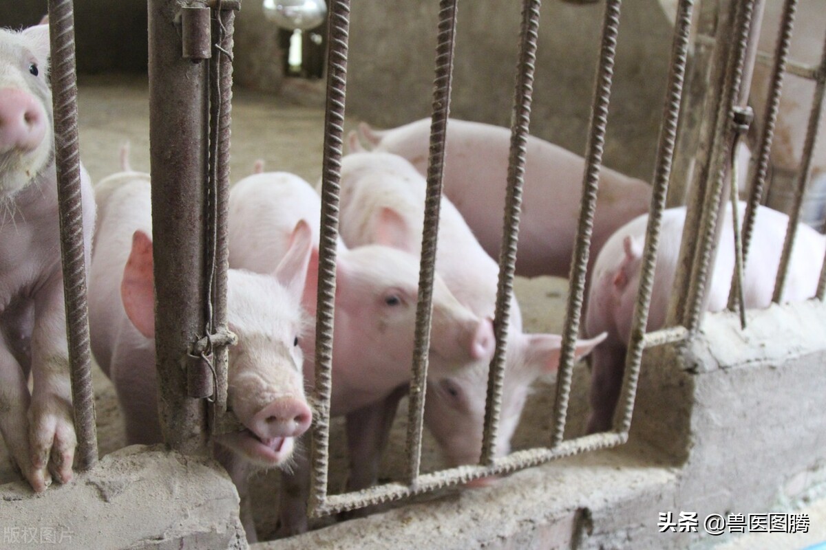 What causes constipation in pigs?Are pigs not eating food related to ...