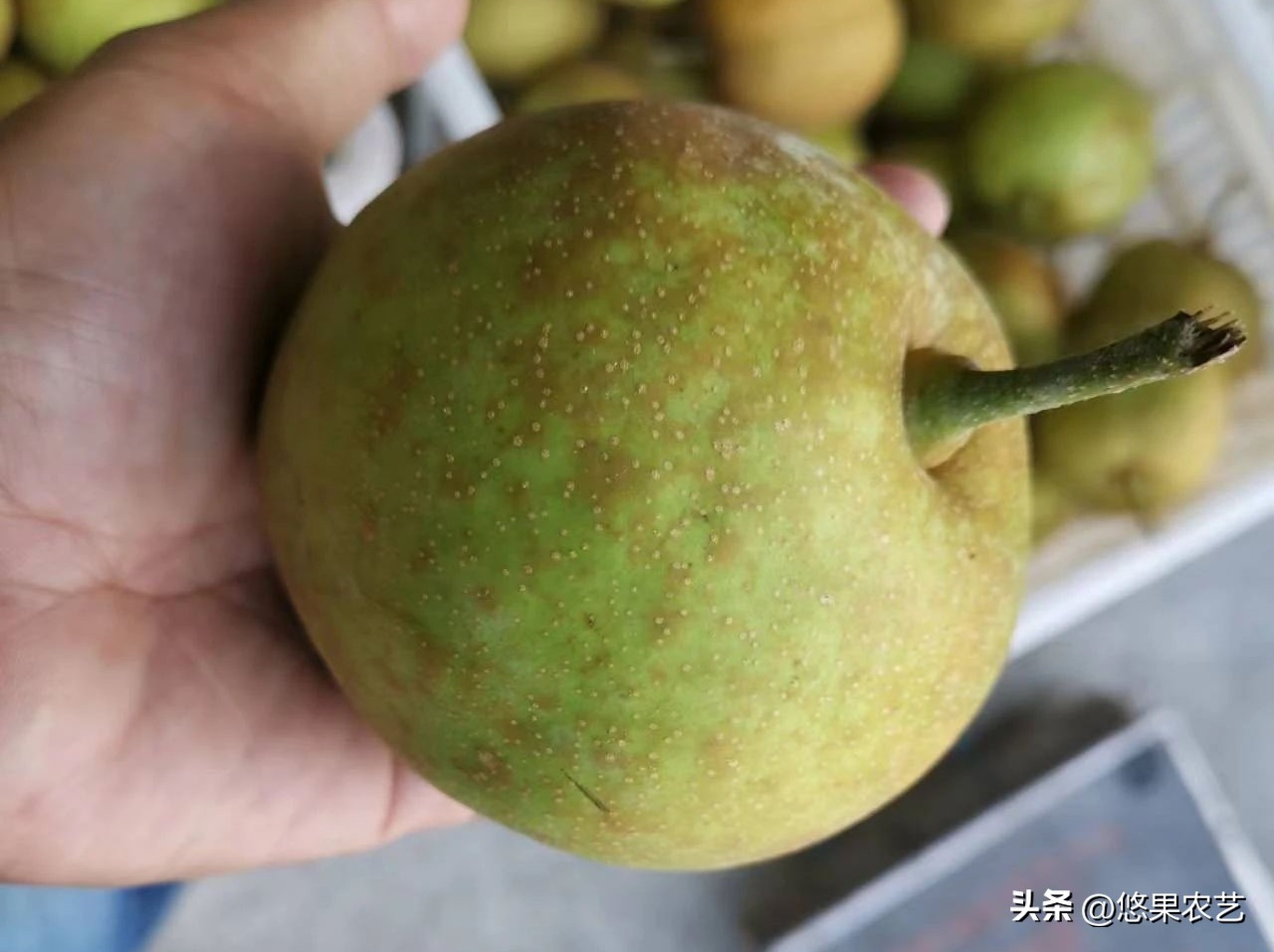 Crispy Crown Pears, July - iNEWS