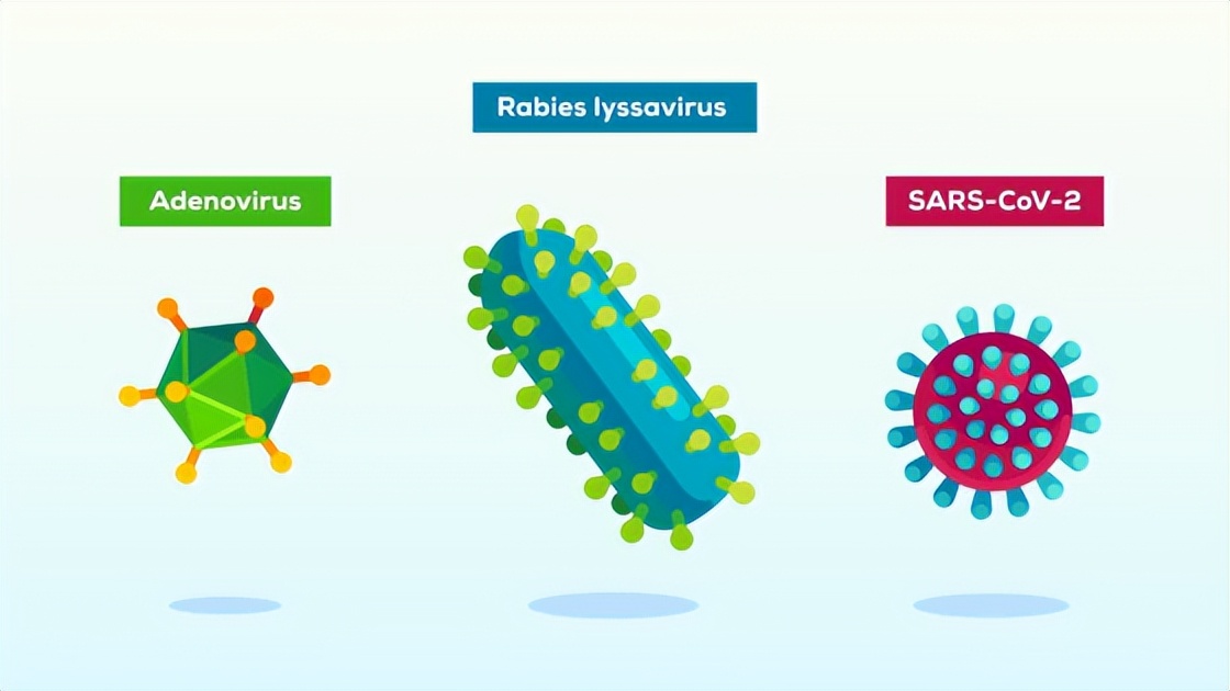 What is the giant virus "Girus"? - iMedia