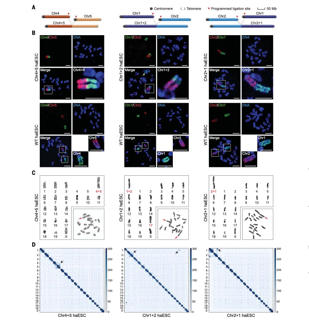 The world's first new karyotype mouse was born!The Chinese Academy of ...