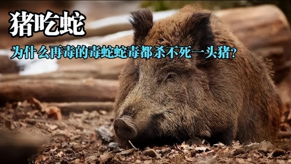 No matter how poisonous a poisonous snake can kill a pig? Pigs are ...