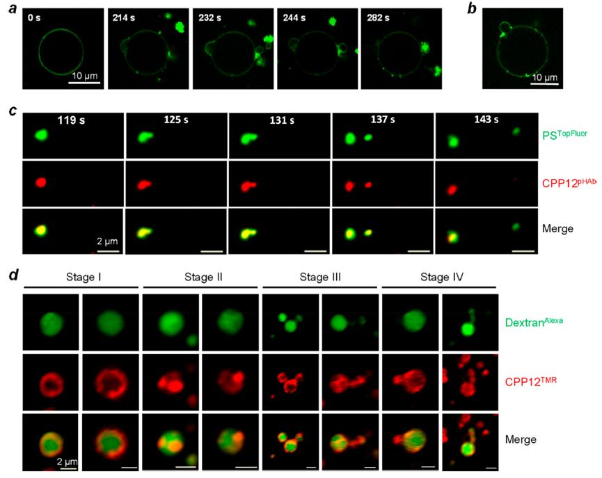 How do biomolecules cross cell membranes? - iNEWS