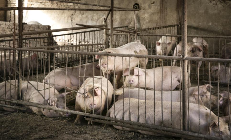 Fang Xiulian "Into Dongfeng Village, Baoshou Town" - iNEWS