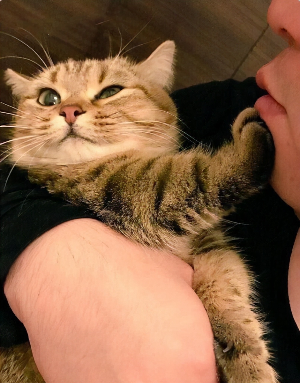 The cat doesn't give me a hug and keeps following me, the reason is ...