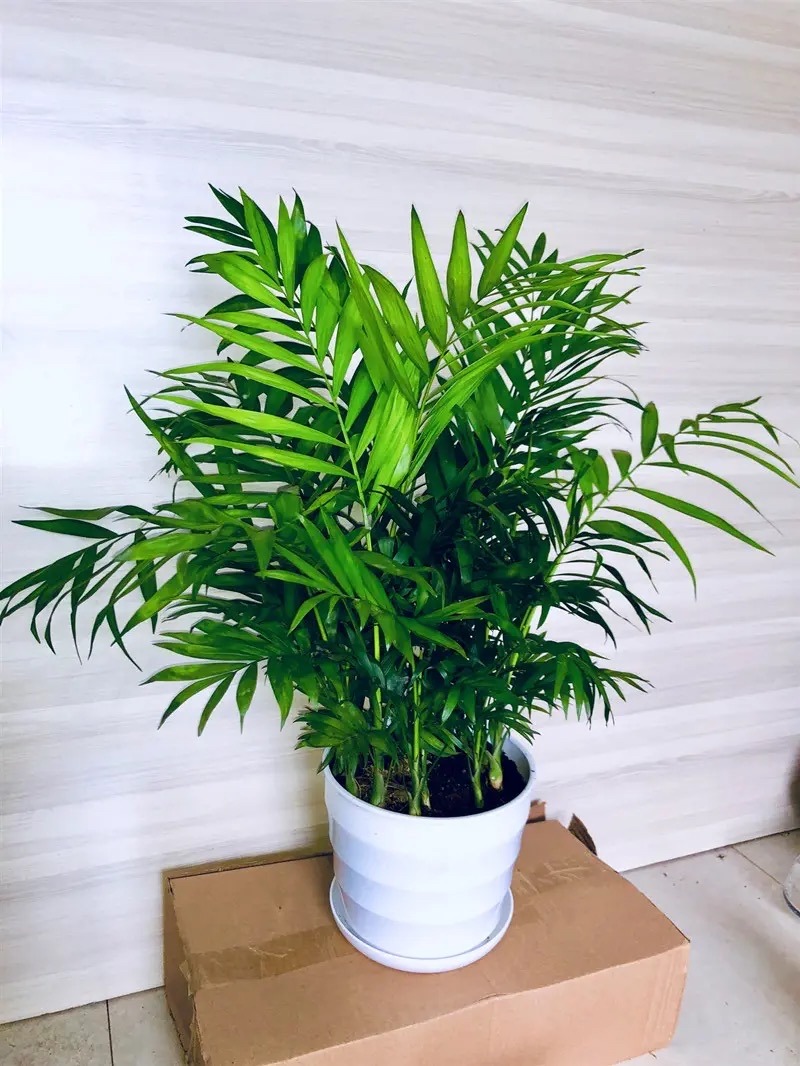 How to raise pocket coconut?Do 3 things well, the leaves are always ...