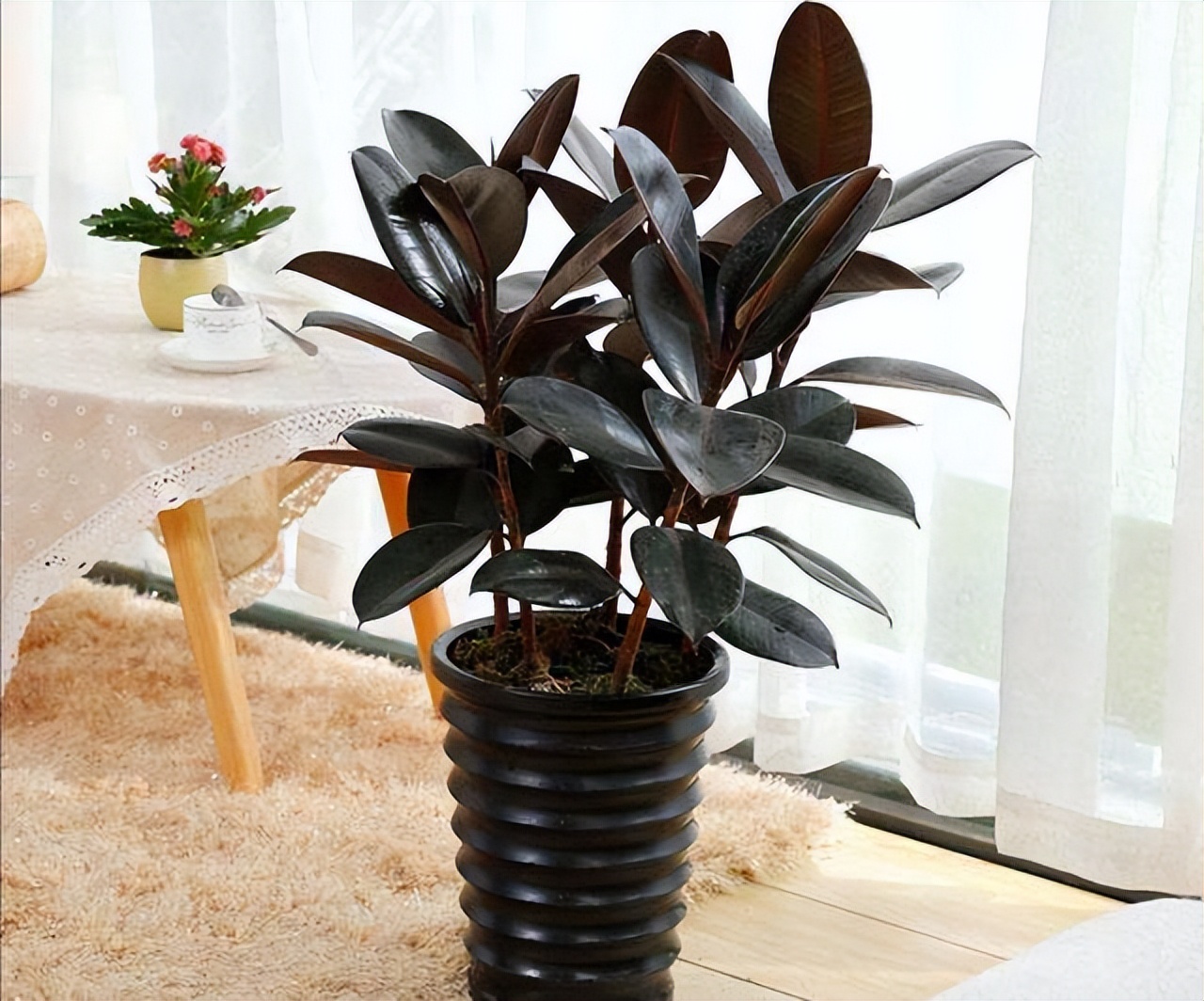 5 kinds of "big green plants", put them in the living room, they are ...