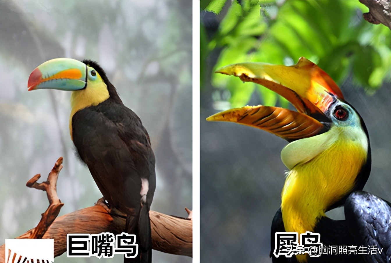 9 pairs of similar animals that are often confused by many people ...