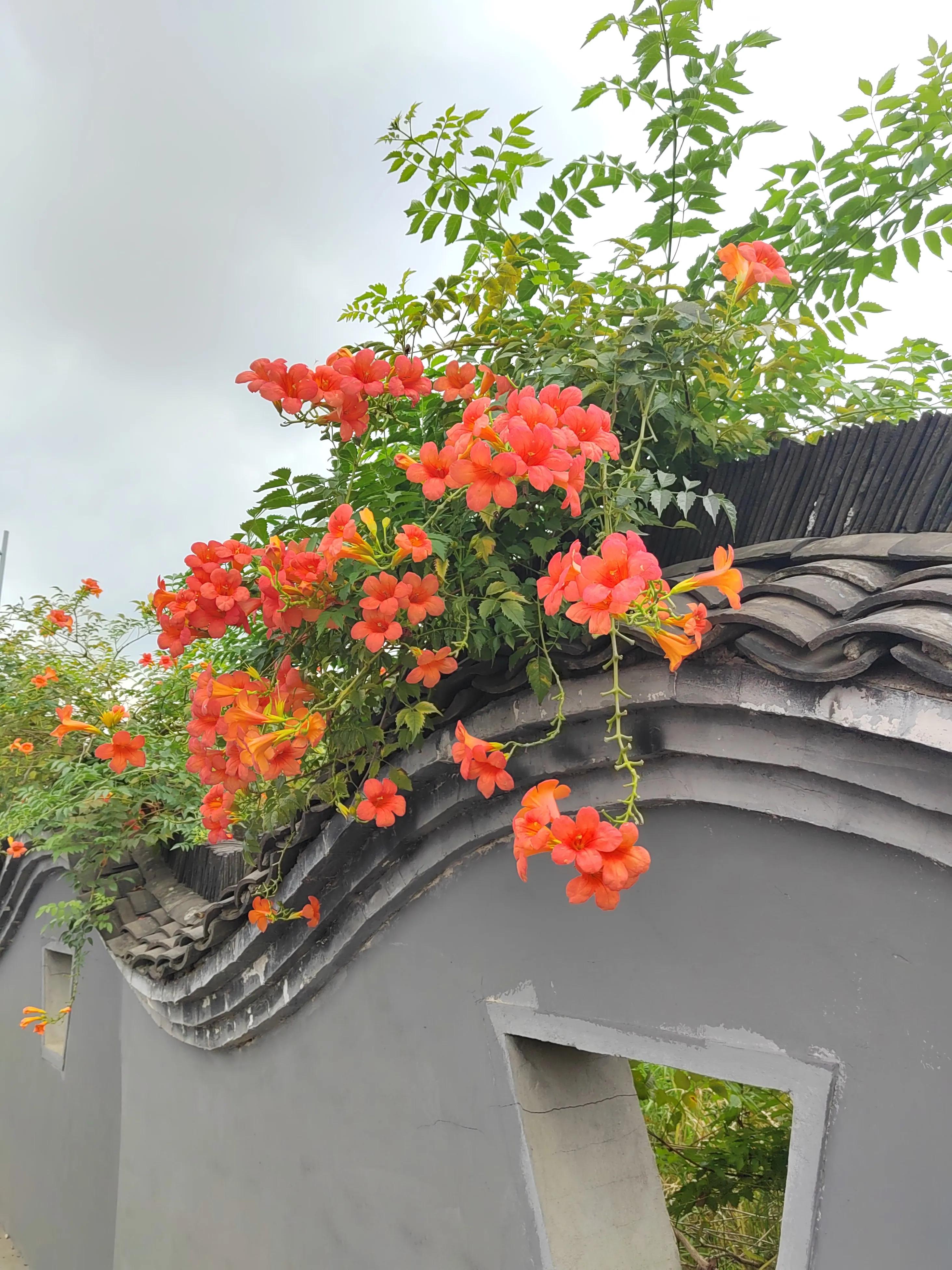 Xizipan Poetry and Literature Club 0237, Yunsuo Qingshan Xi Yangyu ...