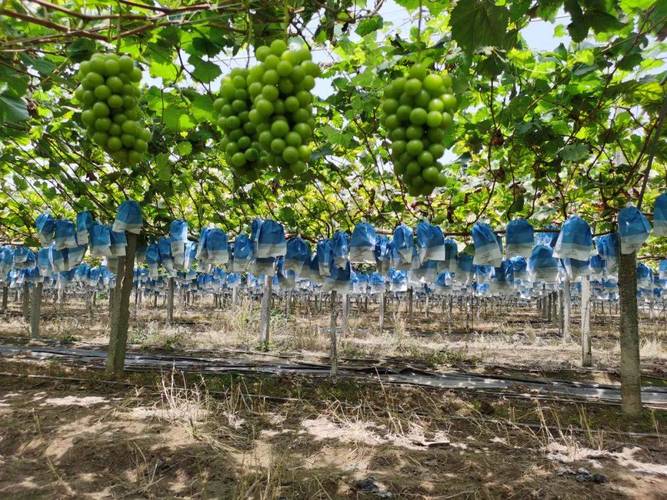 Sunshine Rose: From "noble fruit" to affordable price, where is the ...