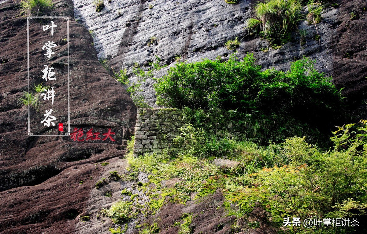 Do you know the five common Wuyi rock tea varieties, Dahongpao ...