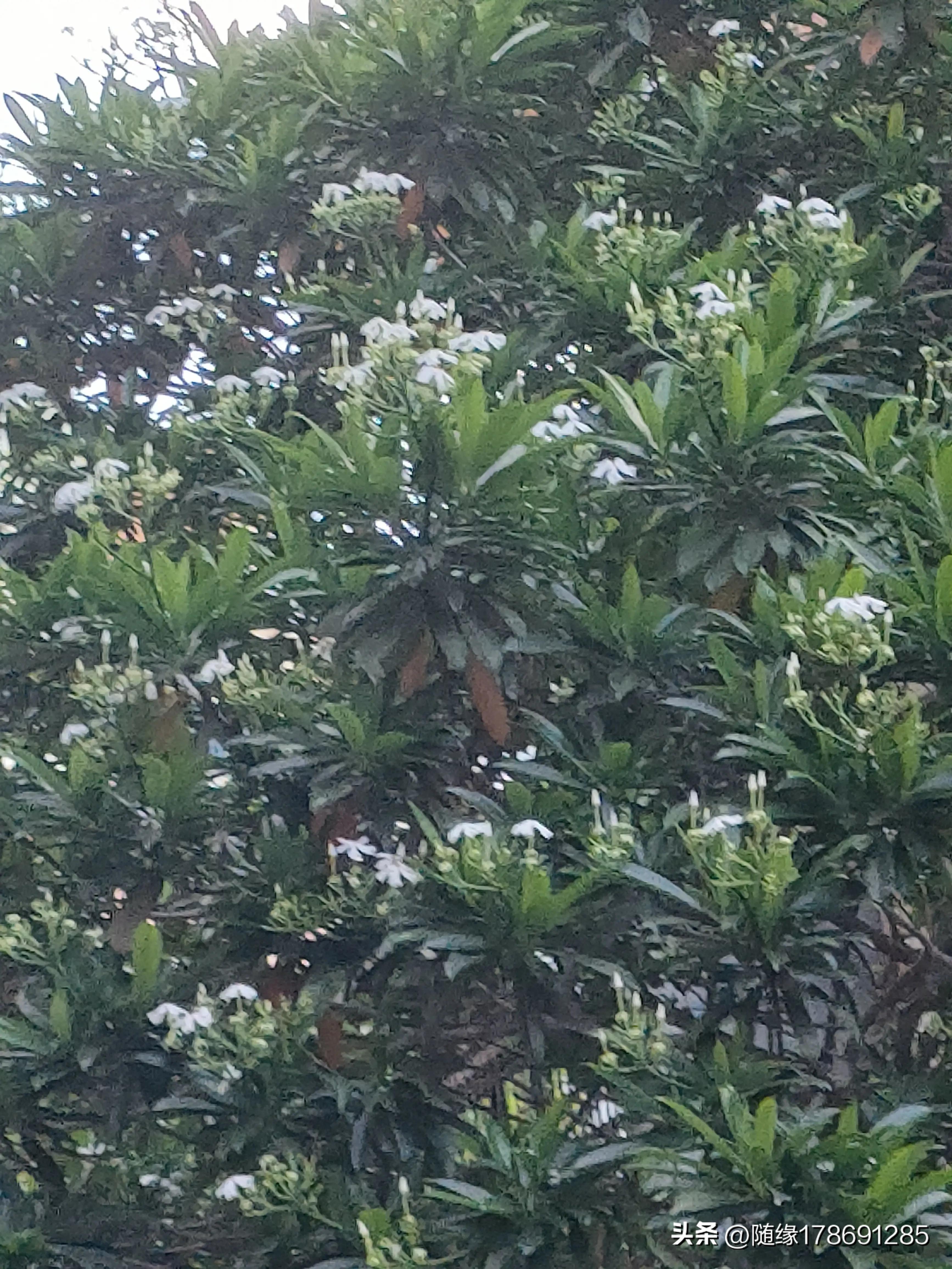 sea mango - iNEWS