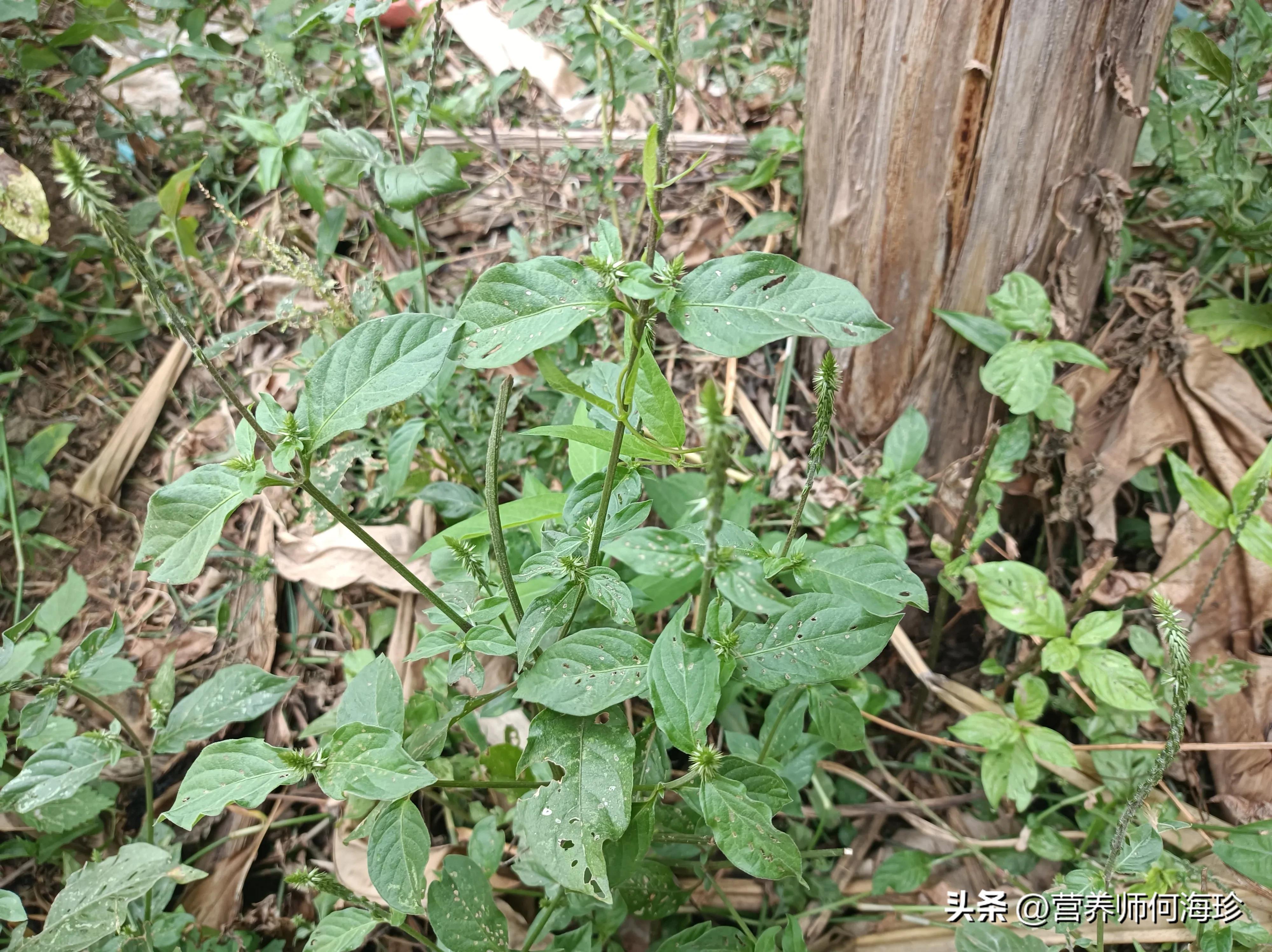 People call it "upside-down grass", and the old man also calls it "knee ...