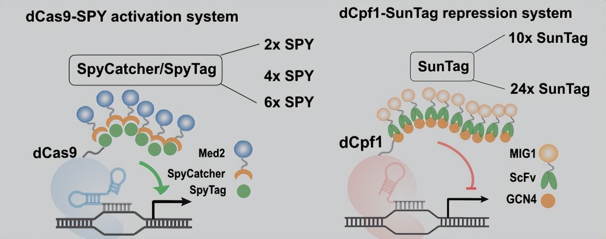 Rapid biosensor development using plant hormone receptors as ...