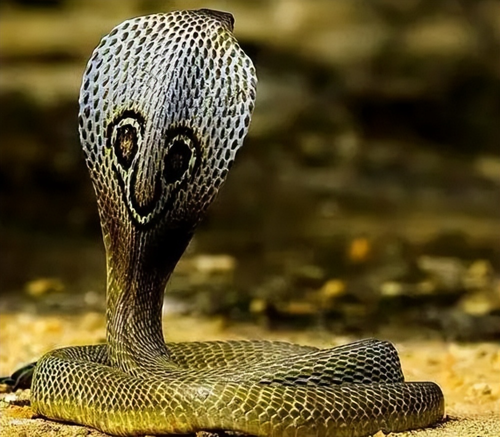 The 3-meter-long cobra gets stuck in the car!Can humans live with ...