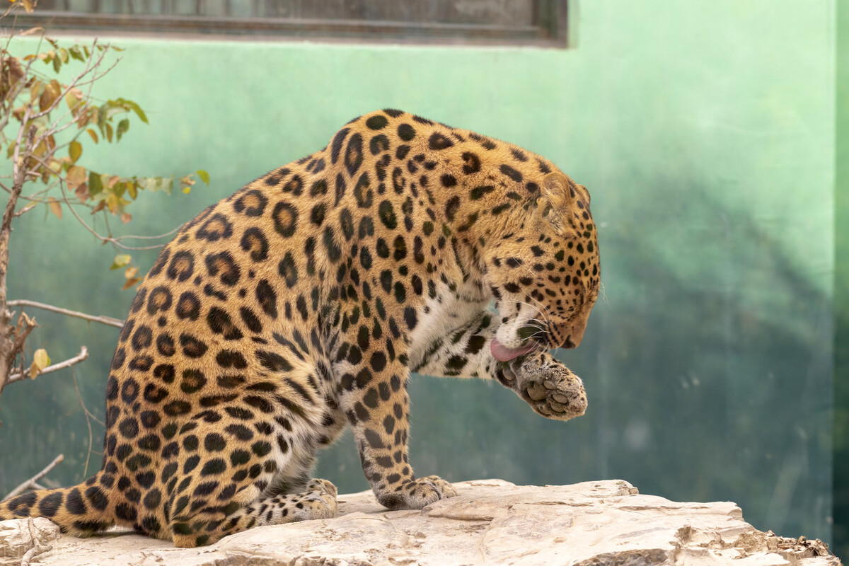 wild animals - iNEWS