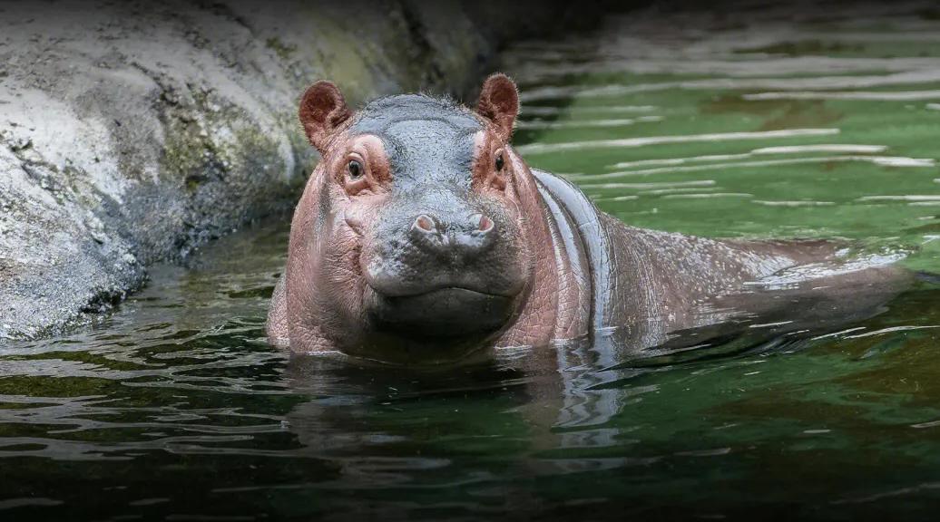 Hippos rarely become prey for other animals, so what exactly does their ...