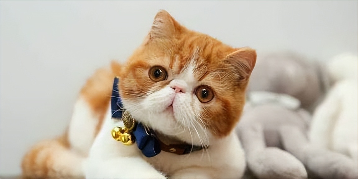 These cats are suitable for families with children, they are very ...